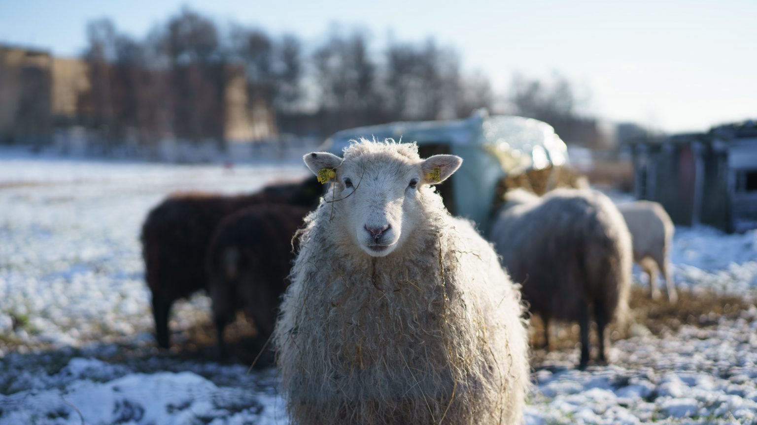 The benefits of single fibre testing on sheep wool | Dia-Stron